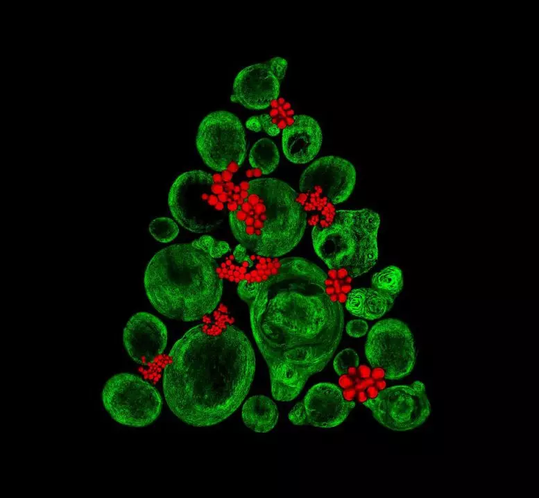 Säsongsbilder avslöjar vetenskapen bakom stamceller