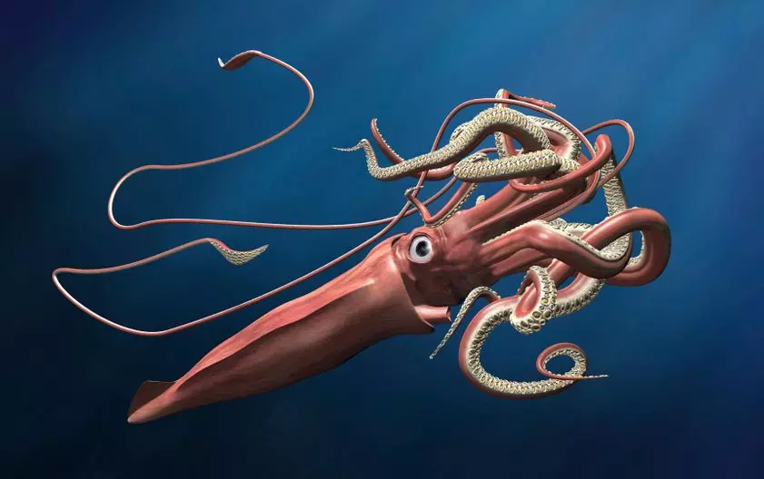 Ilustración de calamar gigante