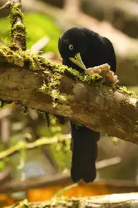 kagubatan na may halong nilinang na lupa ay nagliligtas sa biodiversity