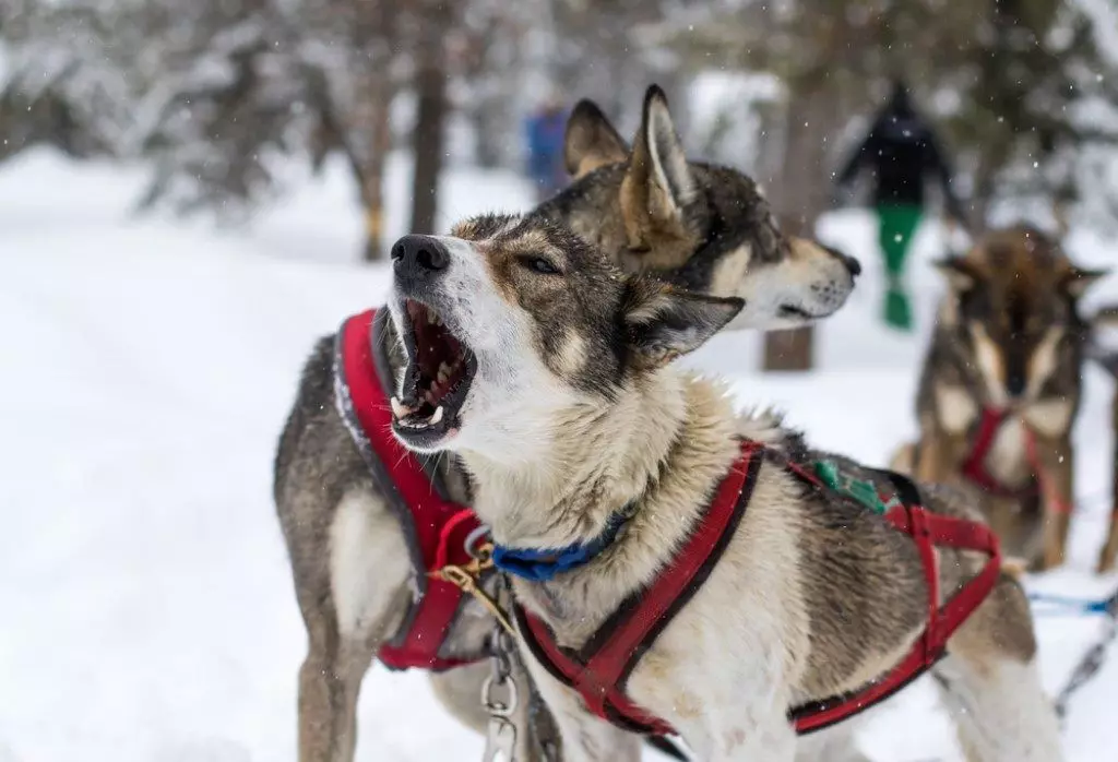 Kanker Anjing Purba Masih Ada Hingga Saat Ini Setelah 10.000 Tahun