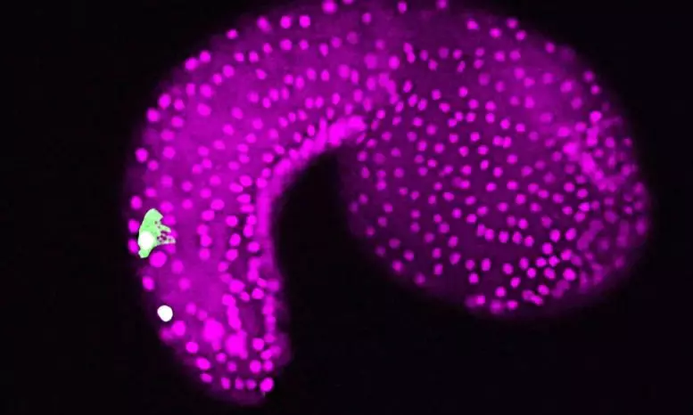 Bipoliniai uodegos neuronai