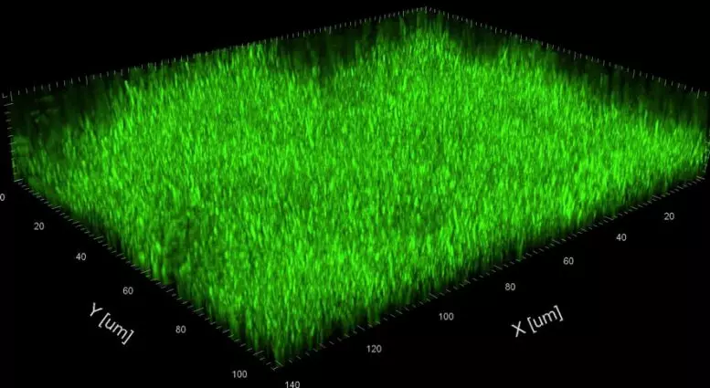 Tipična konfokalna slika zrelog biofilma