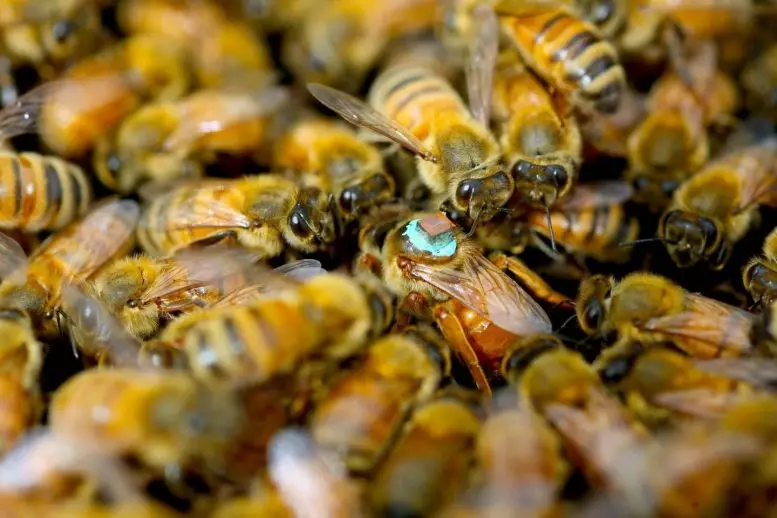 Beacha Meala agus an Bhanríon Honeybee