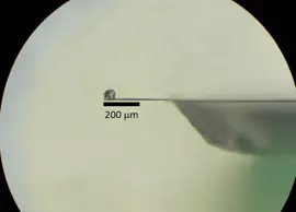 Ndị na-ahụ maka okpomọkụ dị elu dabere na ígwè na-egosi asymmetry eletrọnịkị na-atụghị anya ya