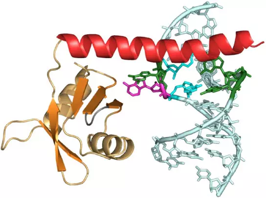 p65-Protein und seine Wechselwirkung mit Telomerase-RNA