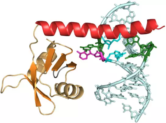 Proteína p65 e a súa interacción co ARN da telomerase