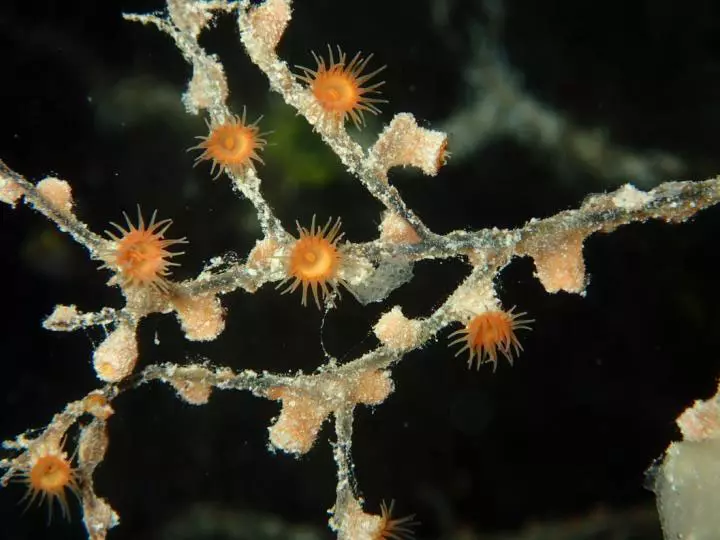 La Zoanthariana Specio Antipathozoanthus Remengesaui