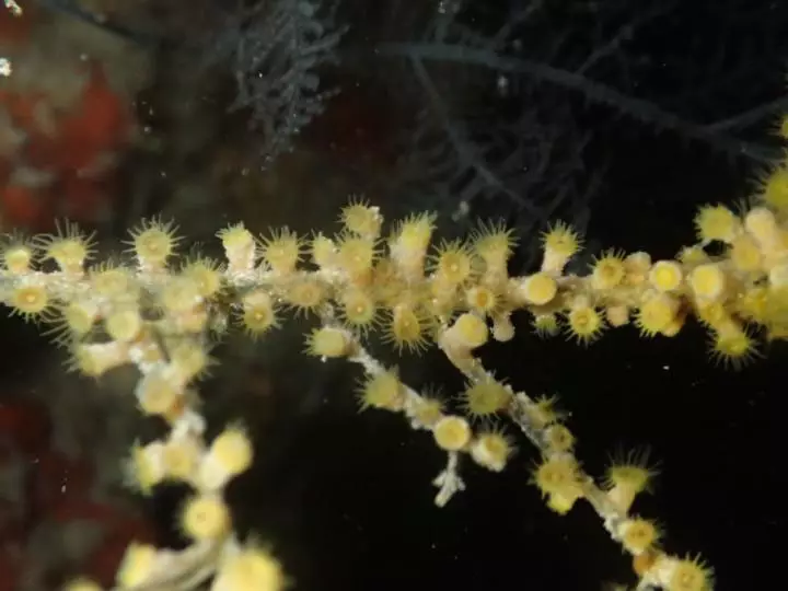 Espesye sa Zoantharian ang Antipathozoanthus Cavernus