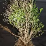 Boxwood Fungus Blight Piştî ku Ewropa û Zelanda Nû ji hêla bahozê ve digire, Amerîkaya Bakur dagir dike 1513_2