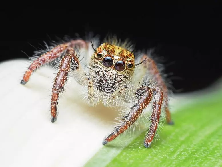 Jumping Spider Close Up