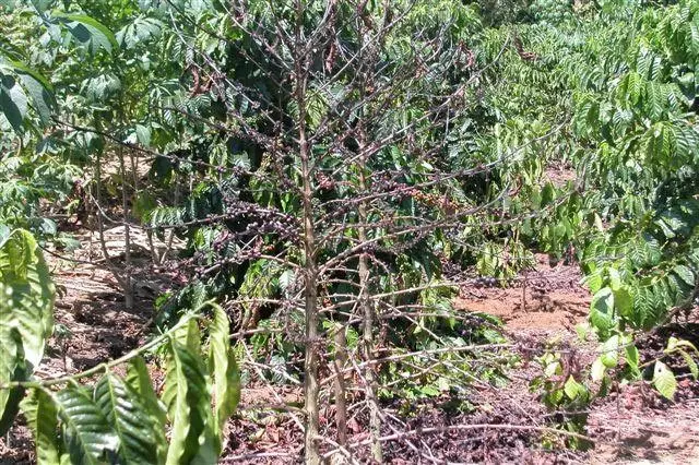 Coffee Wilt Disease