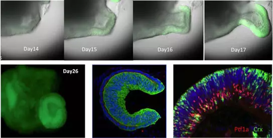 Stem Cell Biologists ປູກຈອກ Optic ຈາກ ESCs ຂອງມະນຸດ