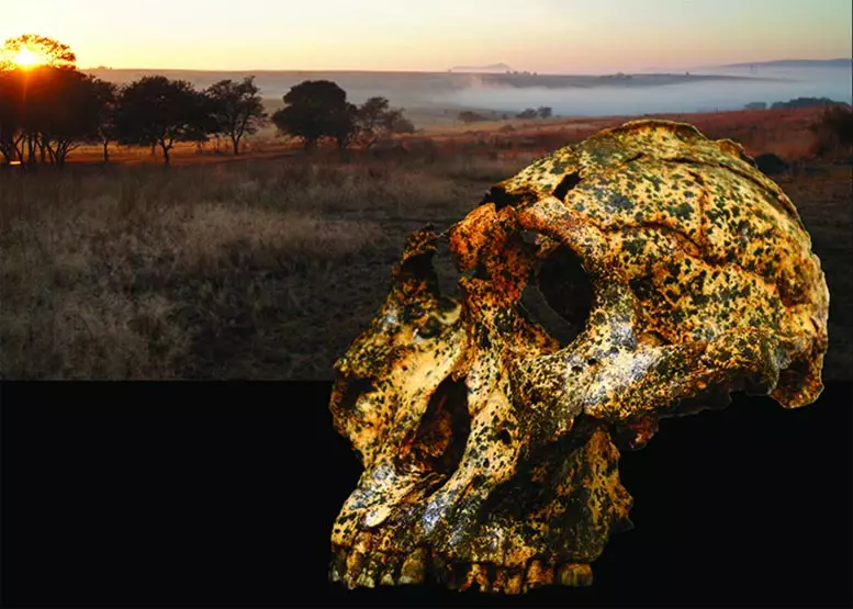 Fosil Paranthropus robustus