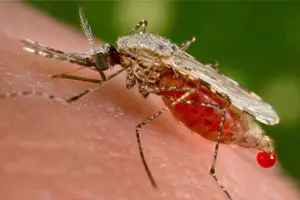 Reungit Transgenik Teu Bisa Nularkeun Malaria