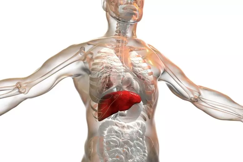 肝臟人體解剖