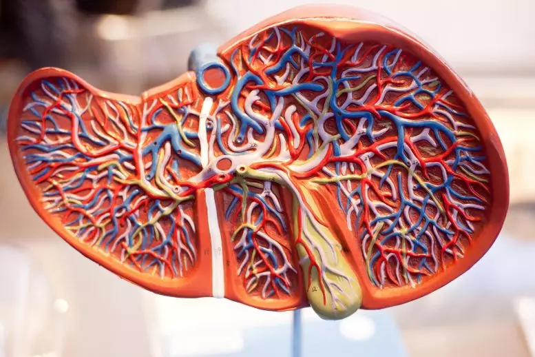 Modello di fegato umano