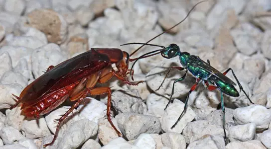 Wasp Larva Fa'amama'i A'a Mai Totonu