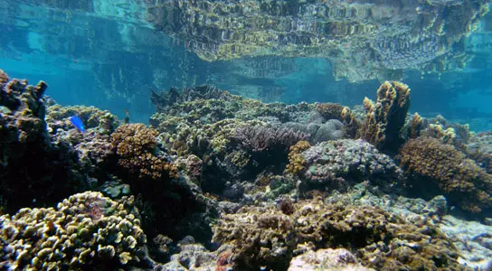 I-Gene-Expression Ibonisa indlela ii-Coral Reefs eziya kuhlangabezana ngayo noTshintsho lweMozulu