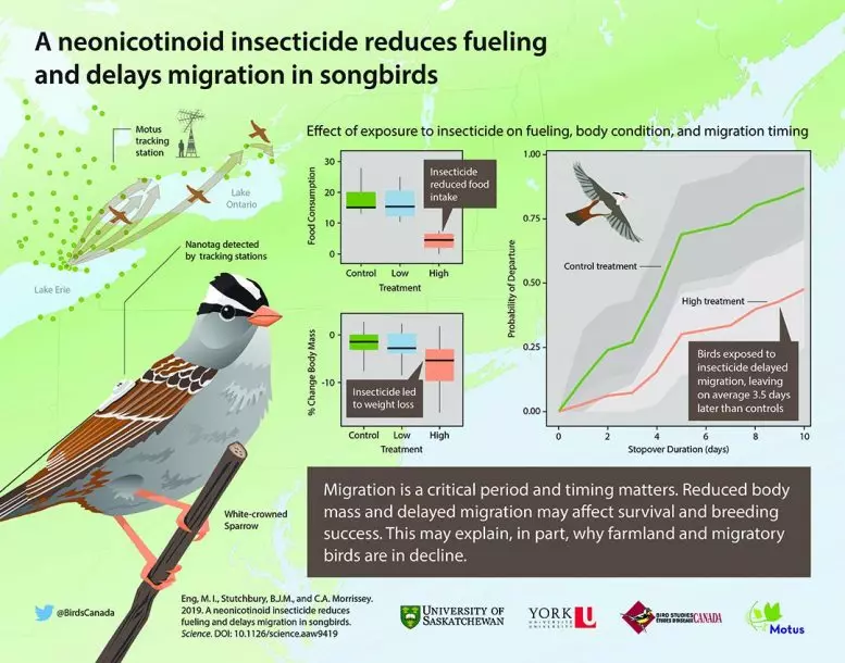 Neonicotinoid Sparrow Infographic