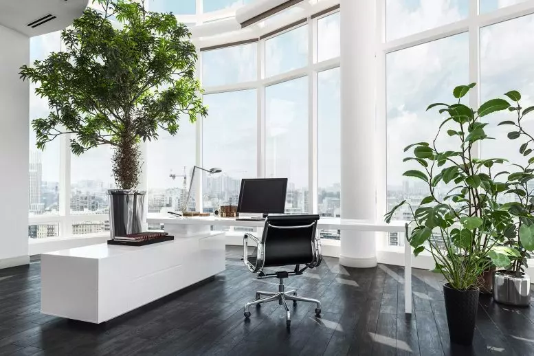 Potted Plants Office