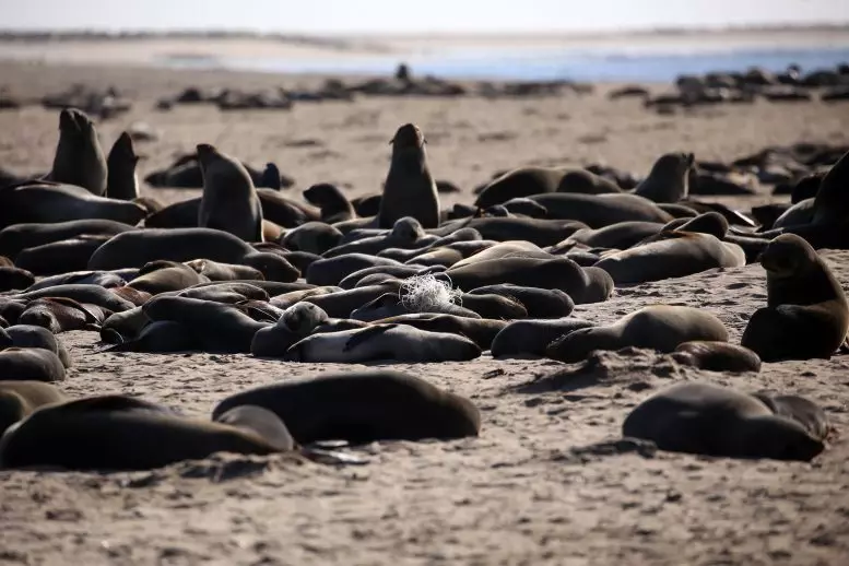 Cape Fur Seal Colony