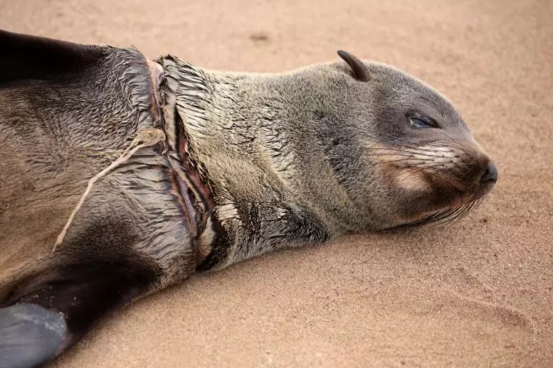 As liñas de pesca causan feridas horribles aos lobos mariños do Cabo