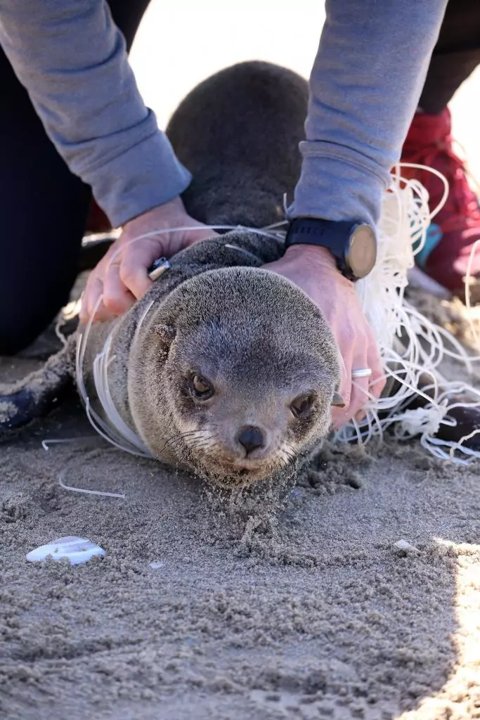 Enchevêtrement de lignes de pêche d'otaries à fourrure du Cap juvéniles