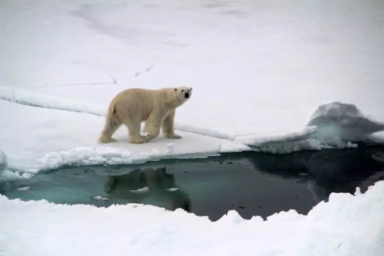 Orso polare vicino alla Groenlandia