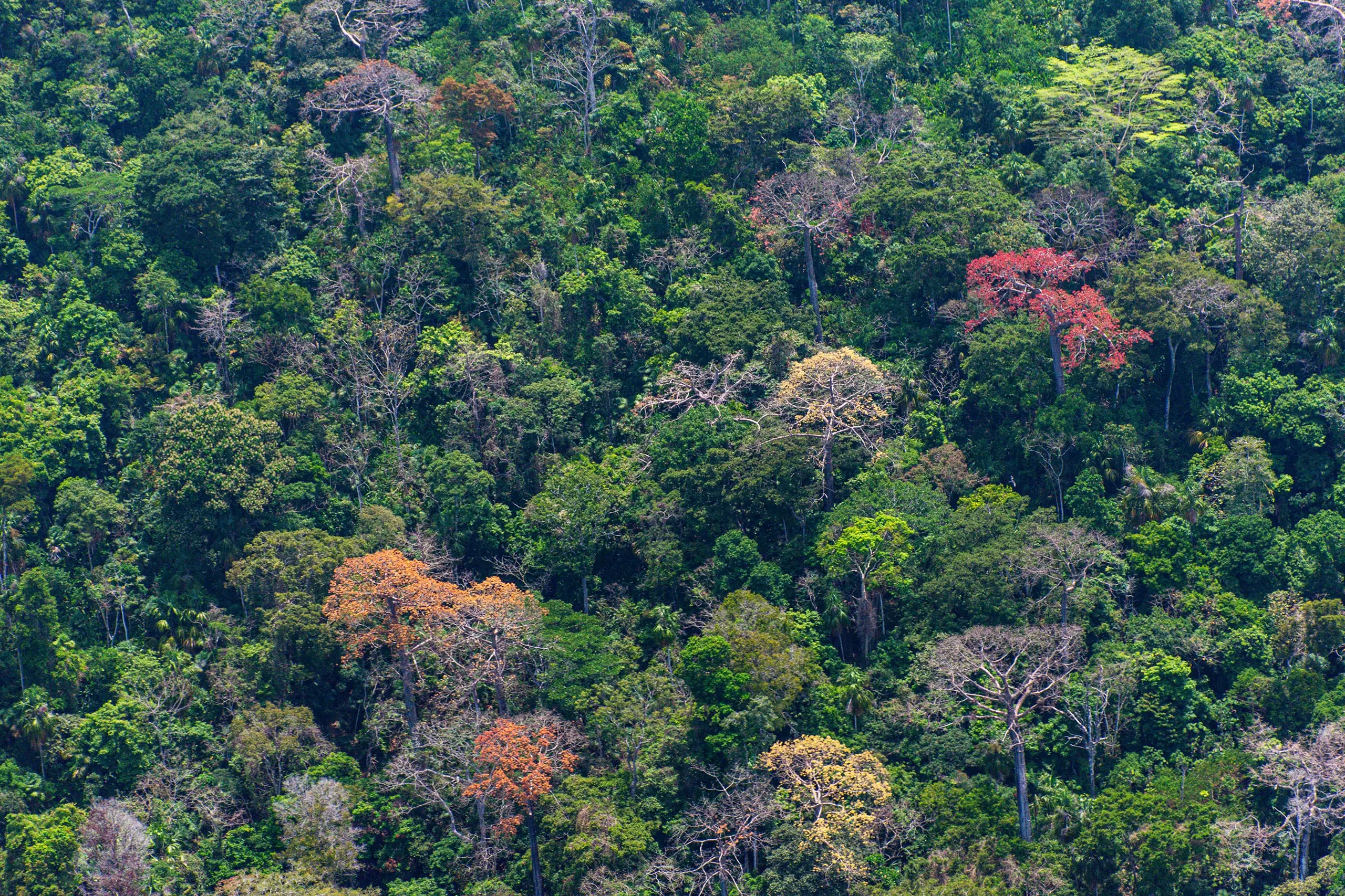 Natukoy ang Temperature Tipping Point para sa Tropical Forests – Inirerekomenda ng Mga Siyentipiko ang Mga Agarang Hakbang