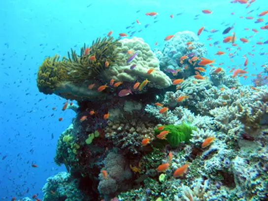 Arrecife de coral saludable en la Gran Barrera de Coral