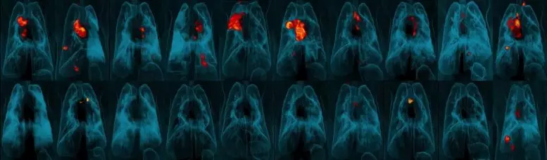 La ruta de lliurament és important per a la vacunació contra la tuberculosi