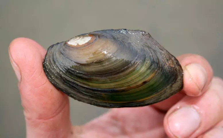 Depressed River Mussel