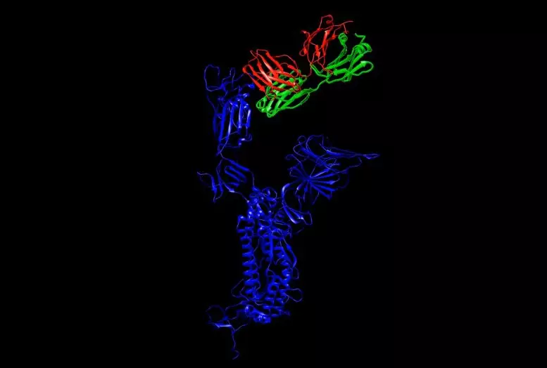 3D قۇرۇلما ئانتىتېلاسى SARS-CoV-2