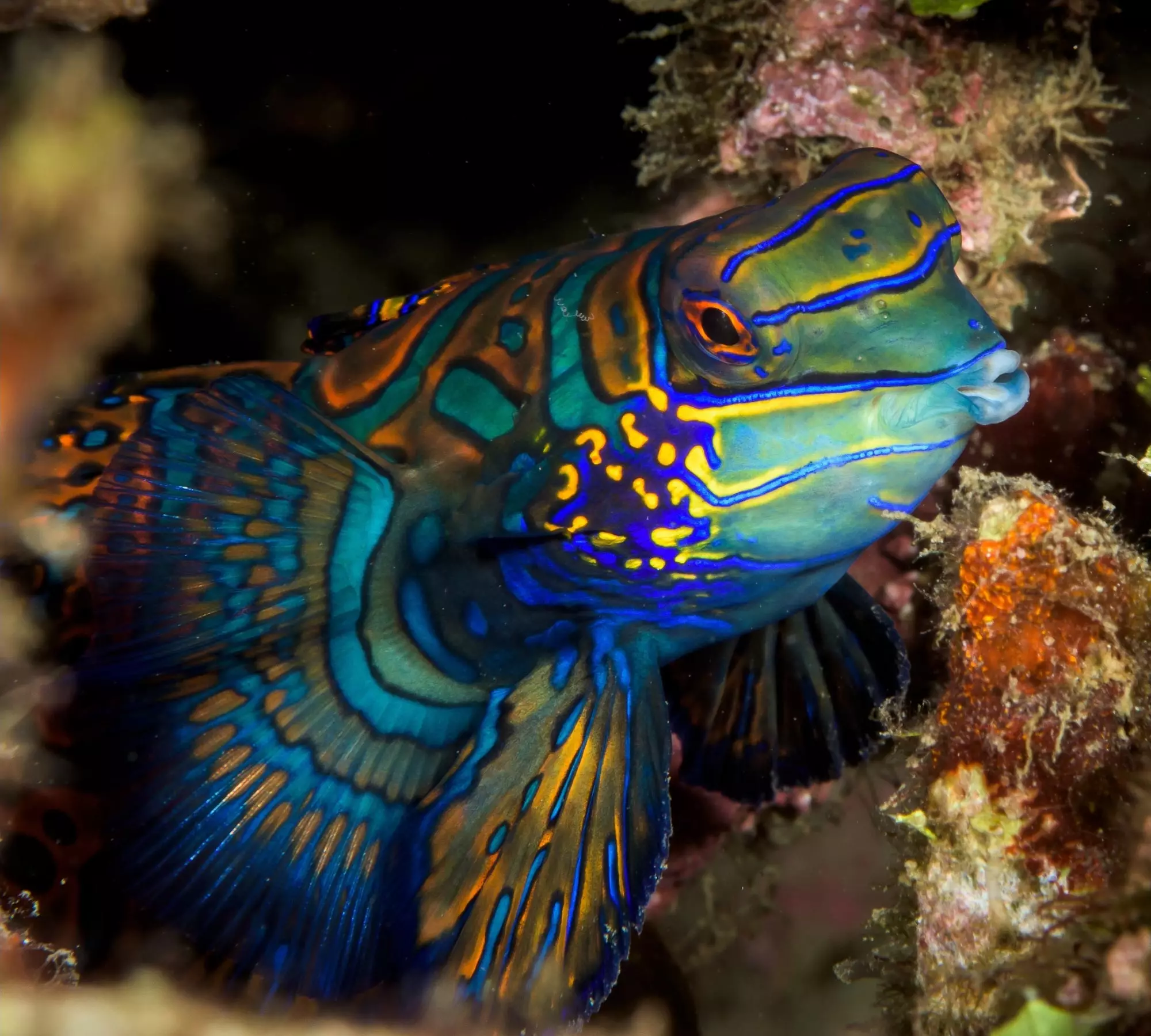 Ikan Karang “Jelek” Sangat Membutuhkan Dukungan Konservasi Karena Sifat Ekologis dan Sejarah Evolusinya