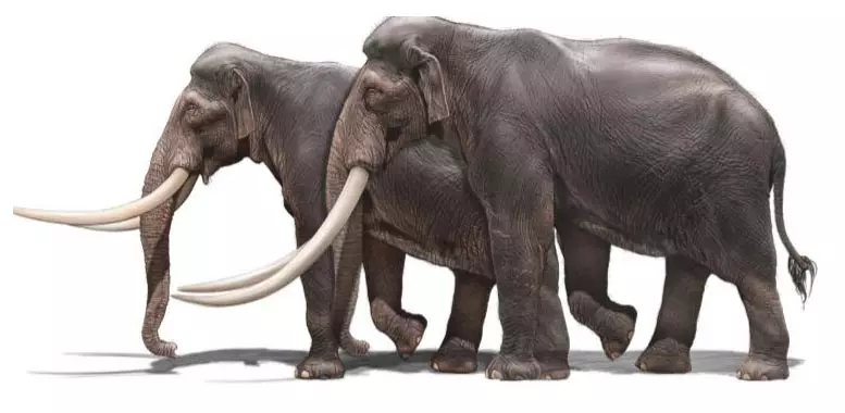 Elefanti i drejtë evropian me tuskë