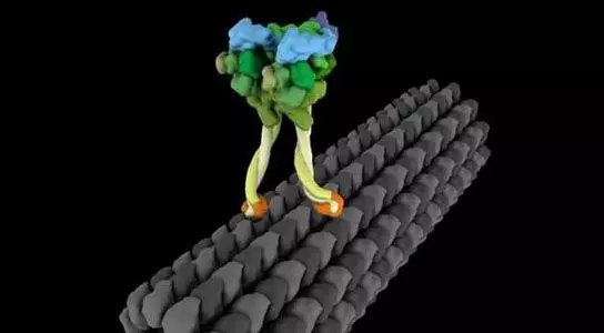 Molecular Motor Dynein Exhibs Strut Like Movement