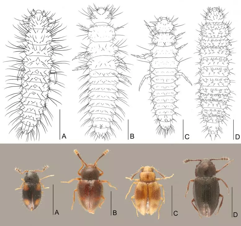 Habitus Misalai