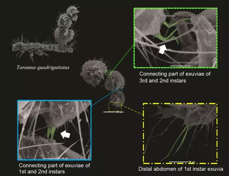 Su'ega Electron Microscopy Toramus quadriguttatus