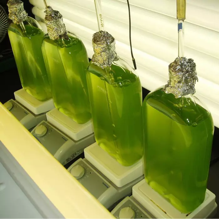 Chlamydomonas Reinhardtii alga berdeak