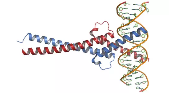 I-Myc DNA Complex, Ucwaningo Olusha Oluhloselwe Umdlavuza We-Myc-Driven