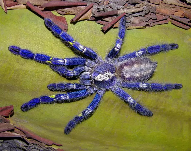 Sou entènèt jwèt Peacock Tarantula Spider