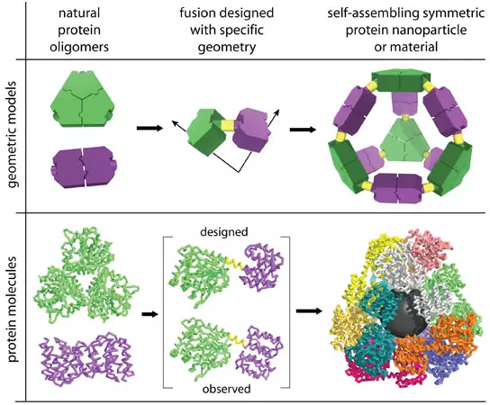 Tsim tus kheej-assembled molecular tawb