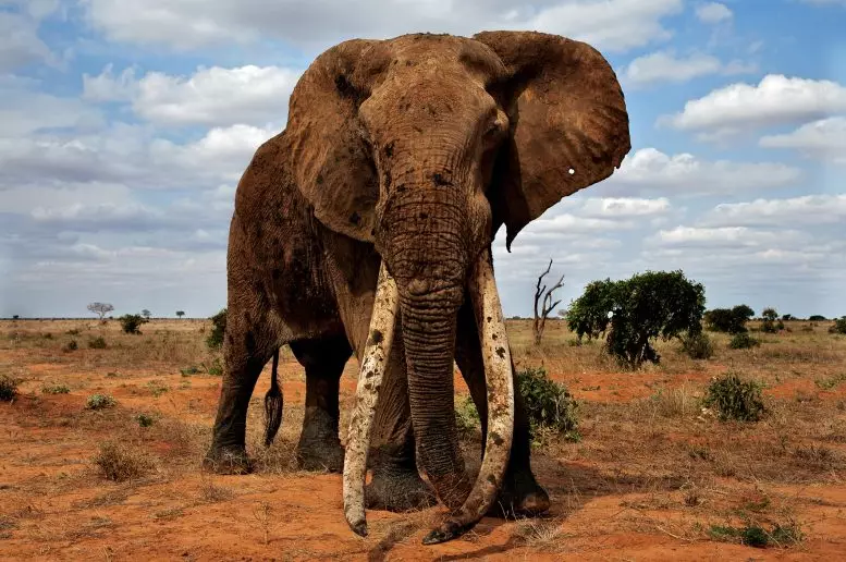Murembo Elefanti i Madh Tusker
