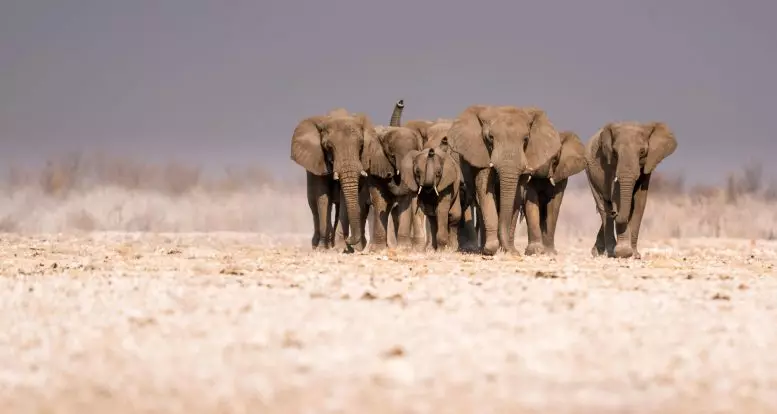 Gli elefanti si avvicinano alla pozza d'acqua