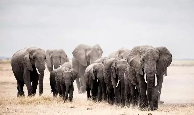 Elefantes en movemento