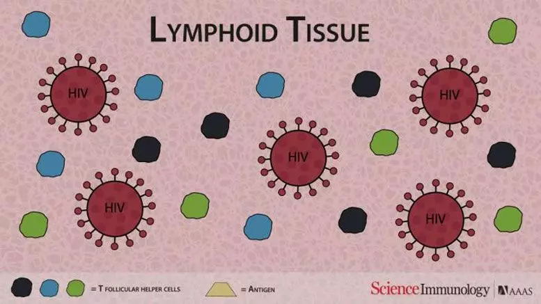 Ang Cell Dysfunction Discovery Naghatag Kahayag sa HIV