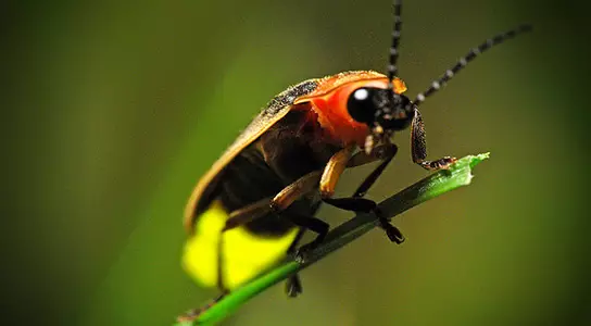 Manao LED mamiratra kokoa ny mpahay siansa amin'ny alalan'ny fakana tahaka ny Fireflies