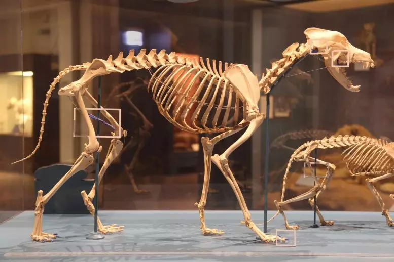 Dog Skeleton