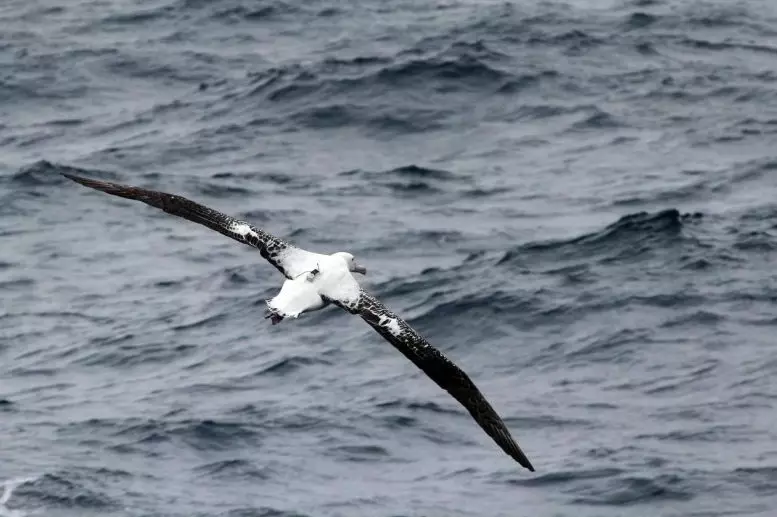 Vandrende albatros udstyret med logger