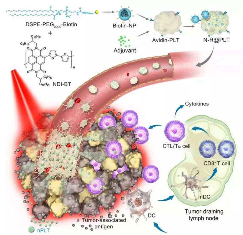 Trombocytbaserad formulering och anticancerapplikation i fototermisk-immunologisk kombinerad terapi